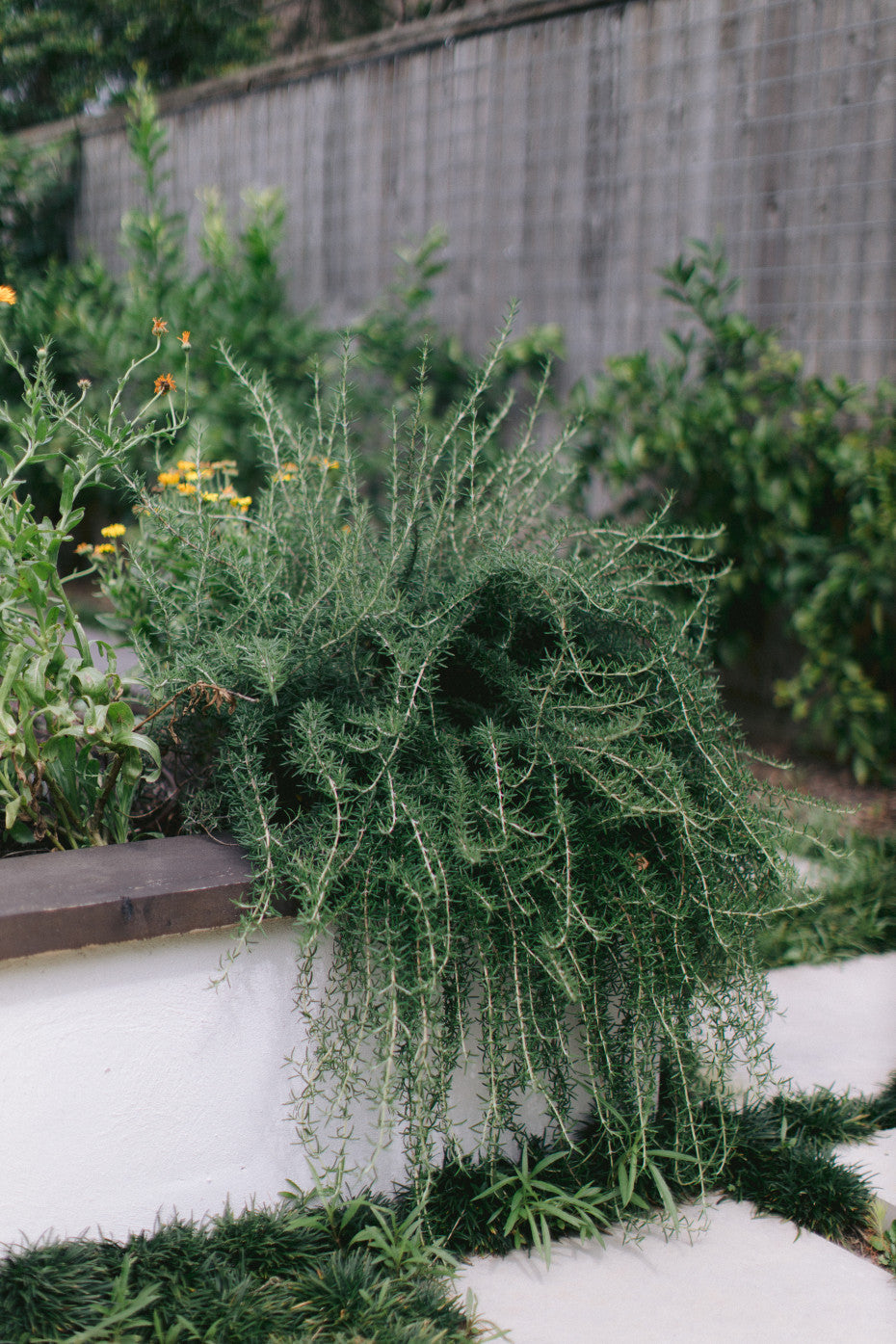 How to Propagate Rosemary | STAG & MANOR