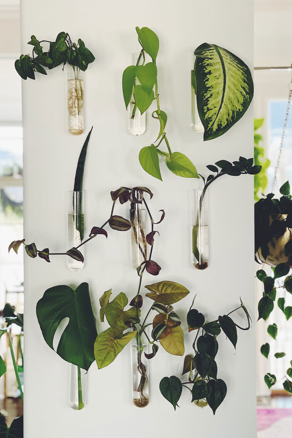 Propagating Indoor Plants: 10 Fall Tips | STAG & MANOR