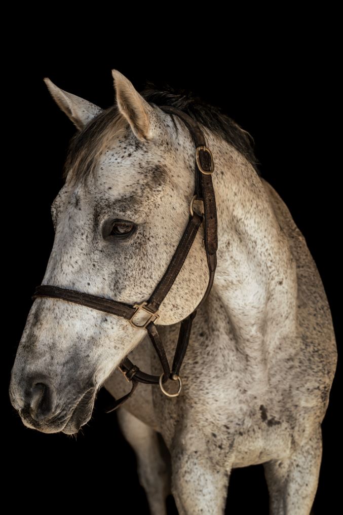 Portrait of Horse I by Adam Mowery | stretched canvas wall art | STAG ...