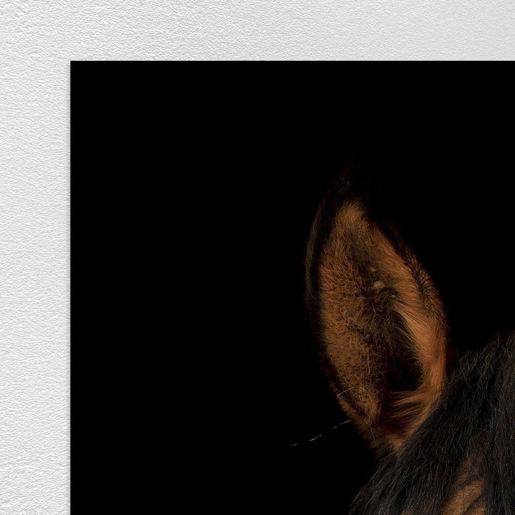 Horse in Town VII by Adam Mowery | stretched canvas wall art | STAG & MANOR